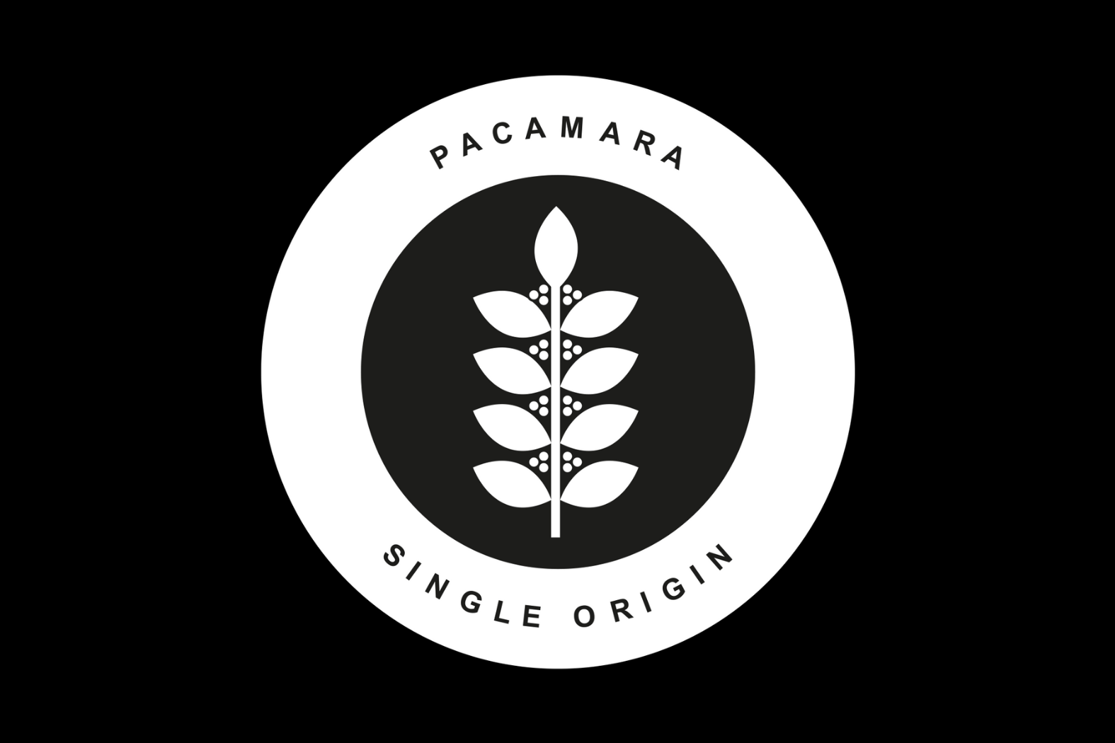 Pacamara Coffee Pods – Halo Coffee